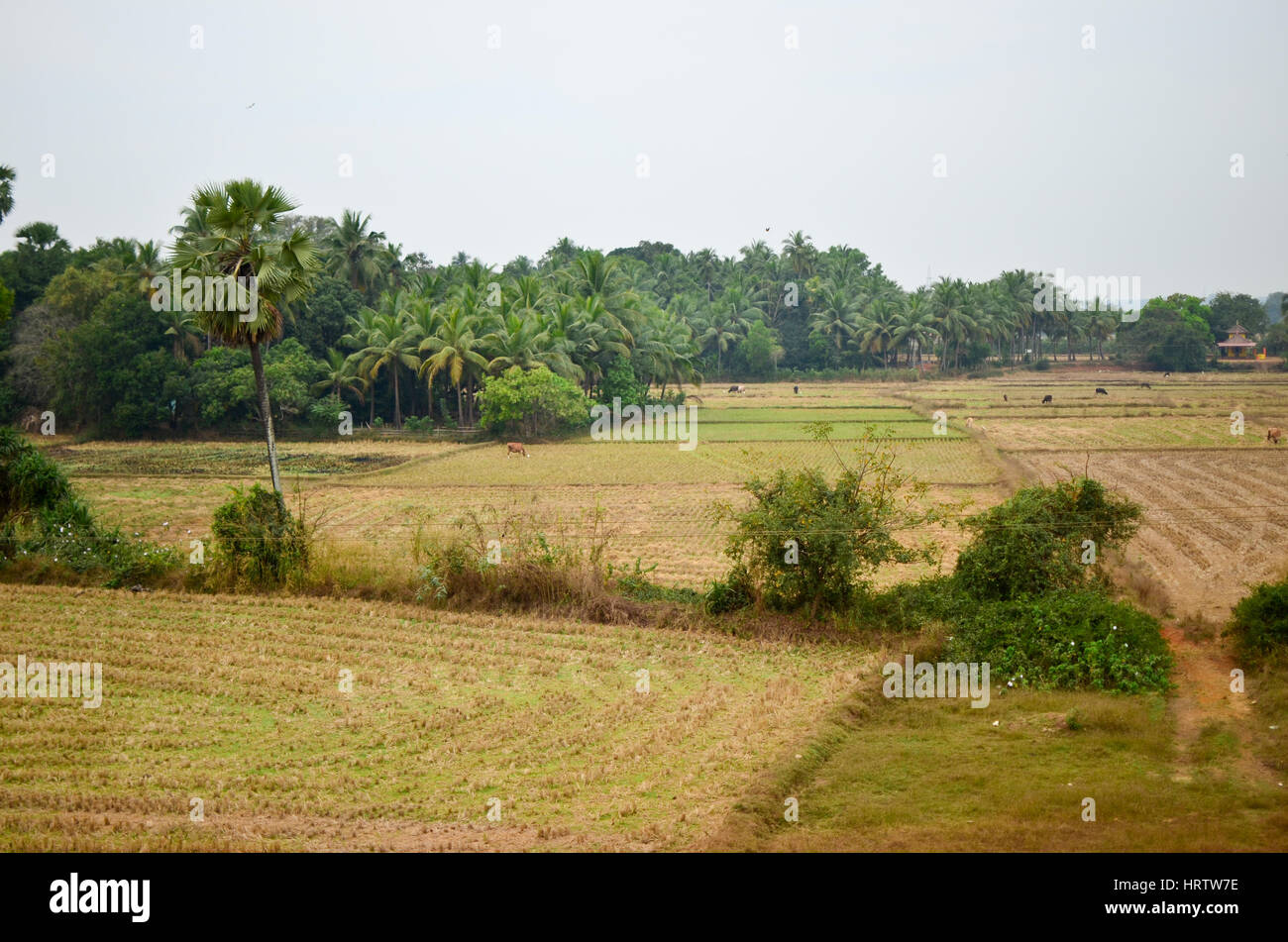 Beautiful landscape of rural India. Scene captured during a train ...
