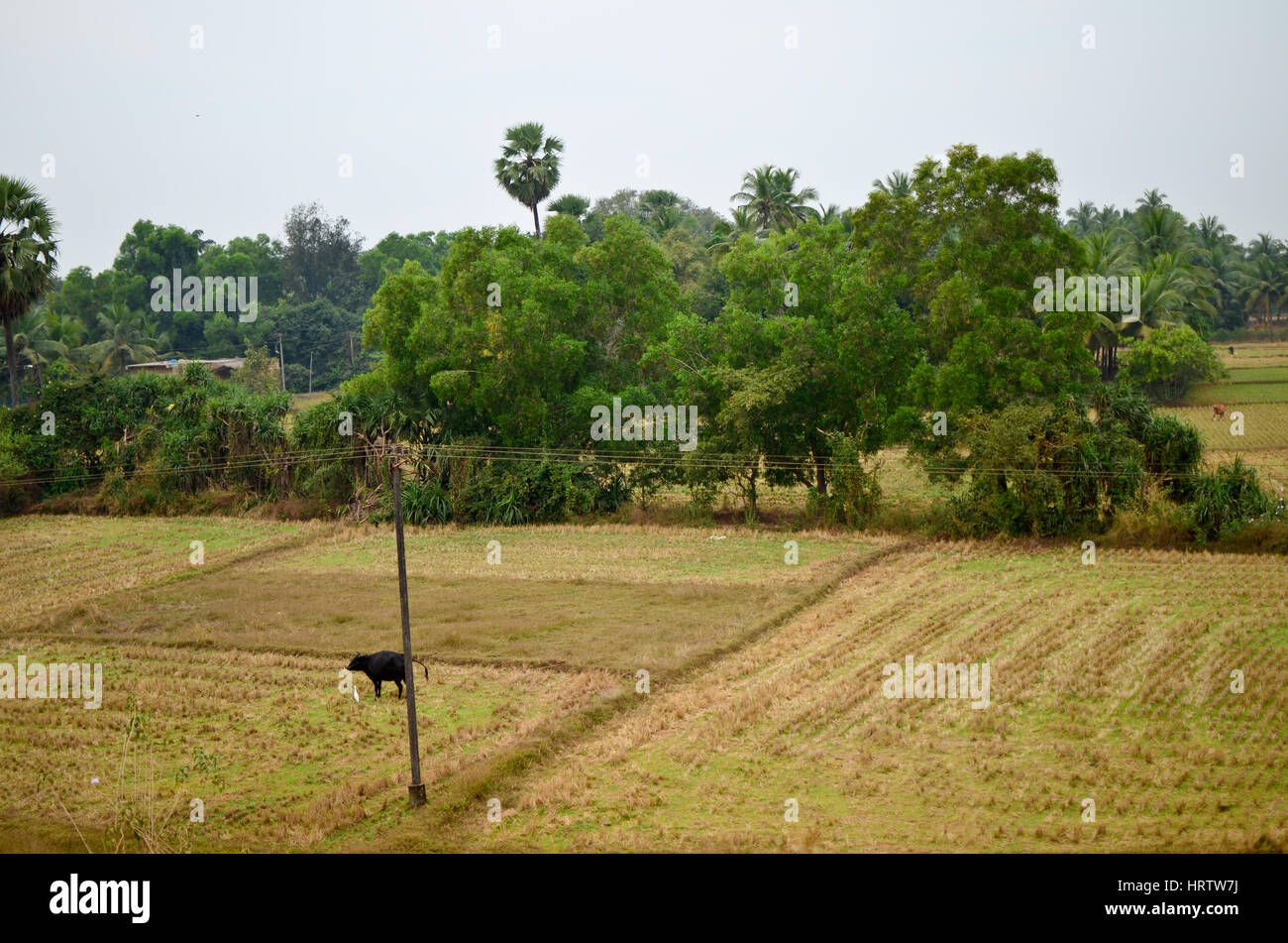 Beautiful landscape of rural India. Scene captured during a train ...