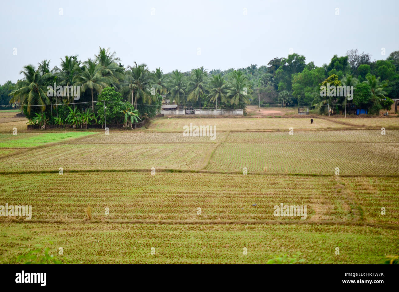 Beautiful landscape of rural India. Scene captured during a train ...