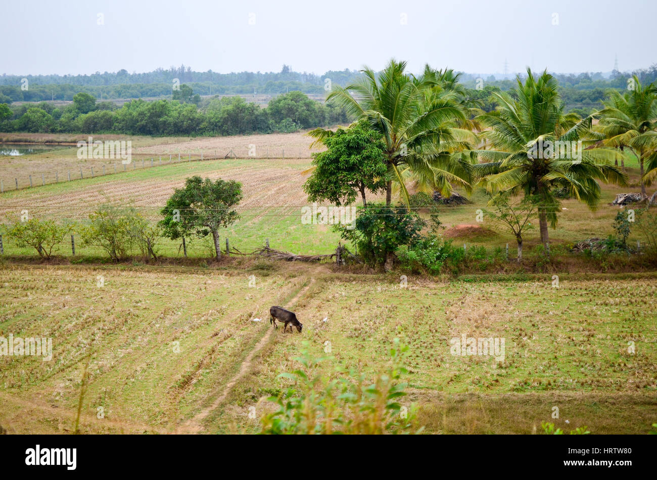Beautiful landscape of rural India. Scene captured during a train ...