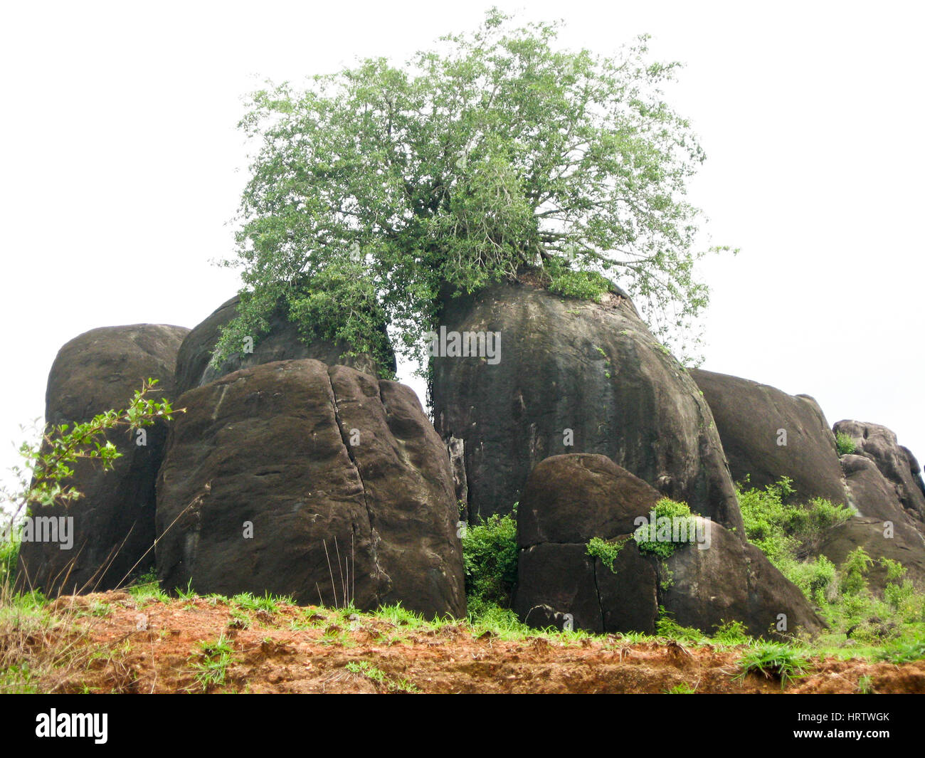 Tree growing on top of rocks, displaying the spirit of survival Stock ...