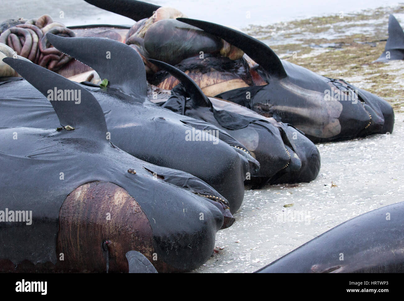 200 dead Long Fin Pilot whales stranded on the beach at Farewell Spit ...