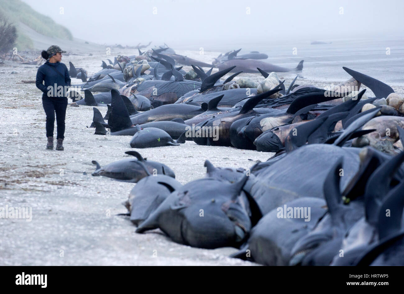 Whales Intestines High Resolution Stock Photography and Images - Alamy