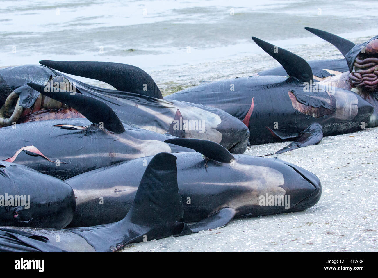 Whales Intestines High Resolution Stock Photography and Images - Alamy