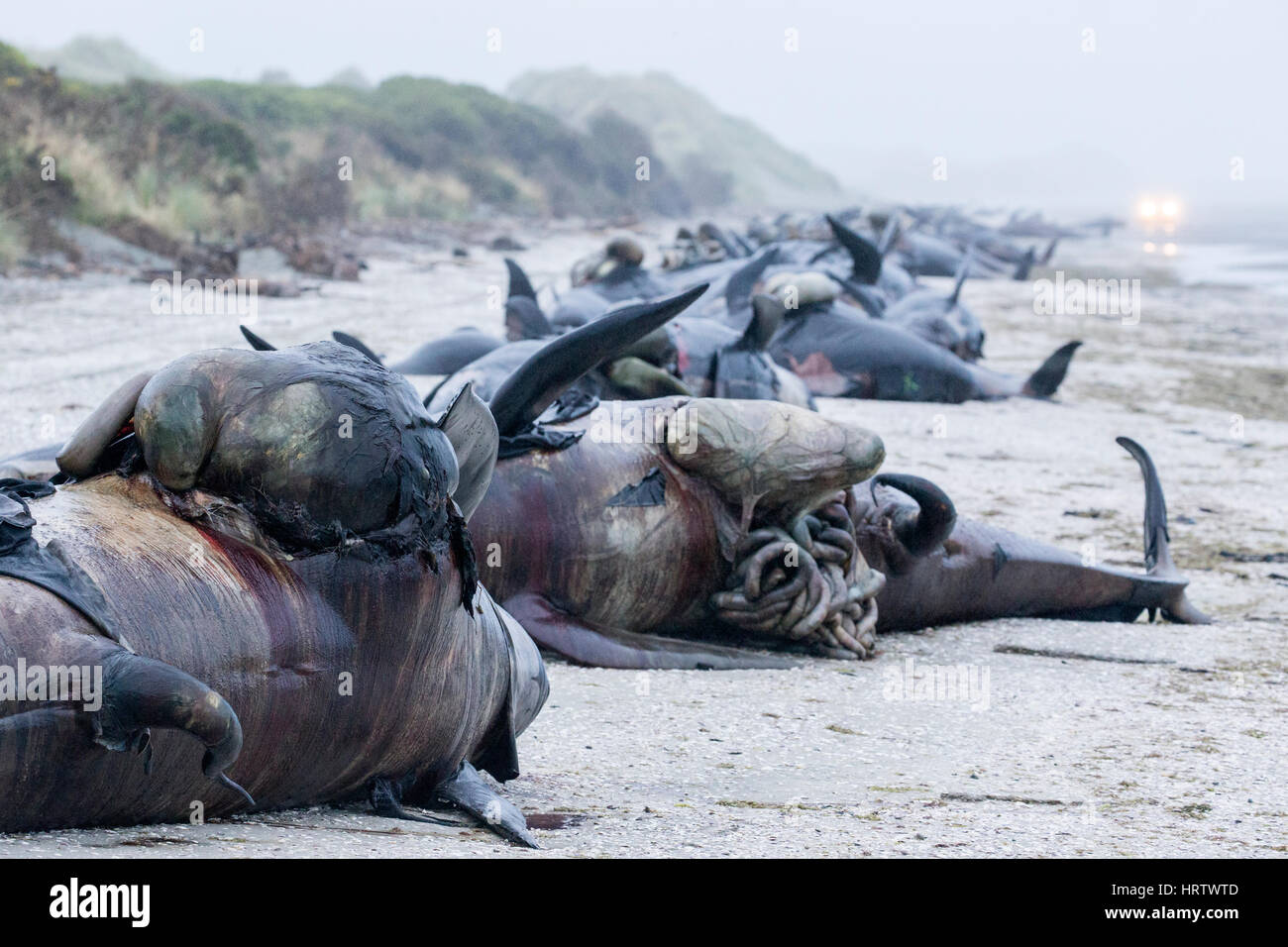 Dead whales hi-res stock photography and images - Alamy