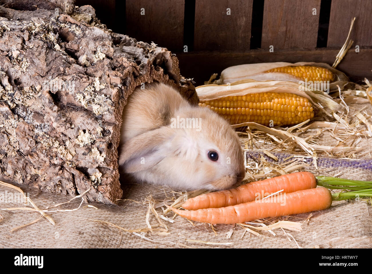 Little brown easter bunny finding delicious carrots Stock Photo - Alamy