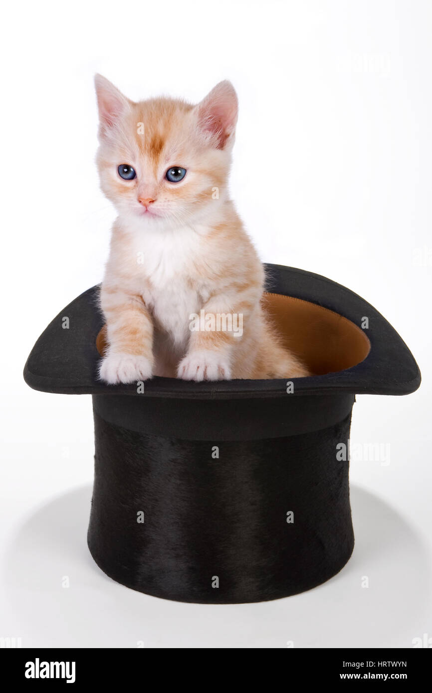 Magician cat hat hi-res stock photography and images - Alamy