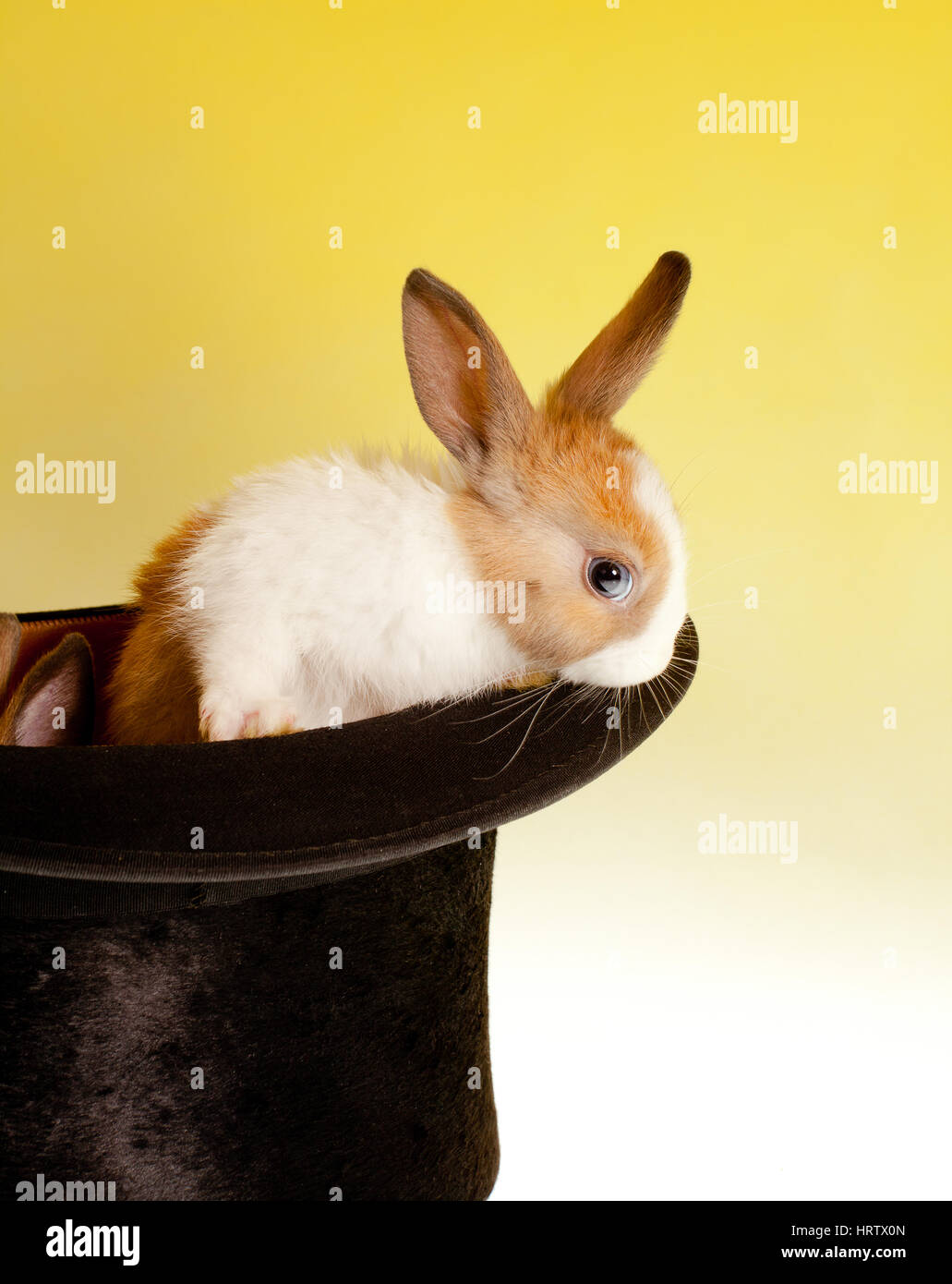Magicians Rabbit High Resolution Stock Photography and Images - Alamy