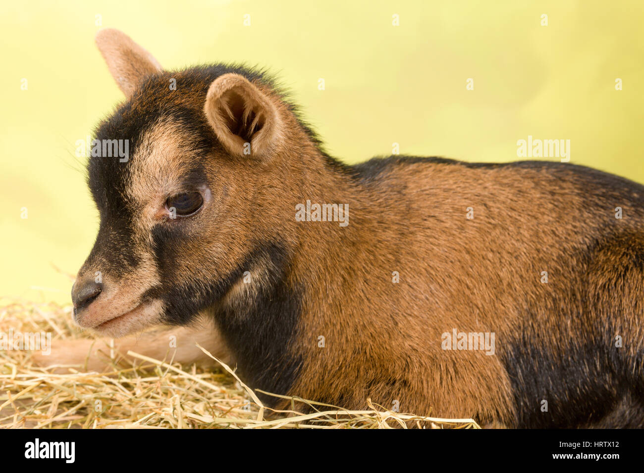 Ten days old little brown baby dwarf goat Stock Photo - Alamy