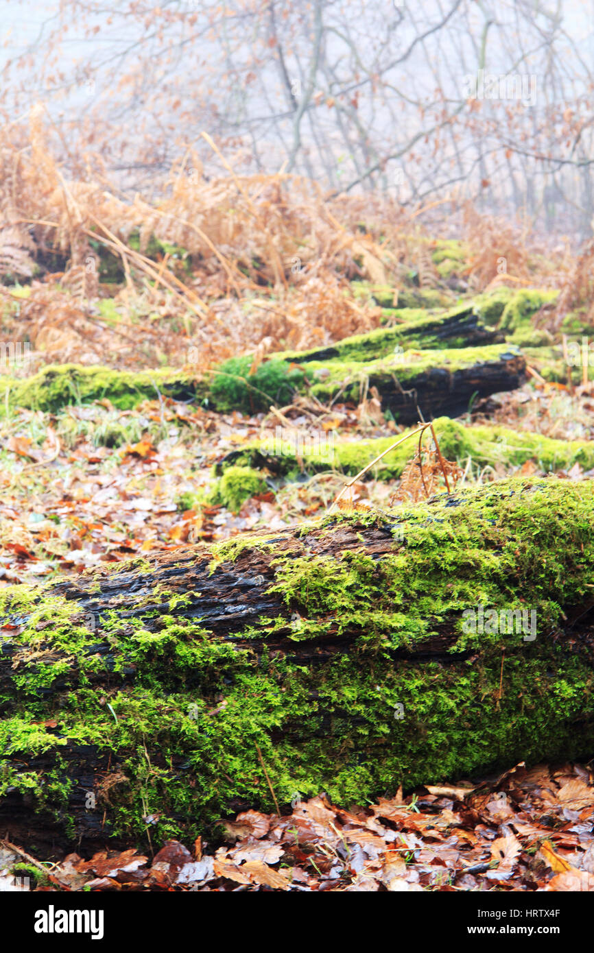 Moss covered logs in woodland on a misty morning Stock Photo - Alamy