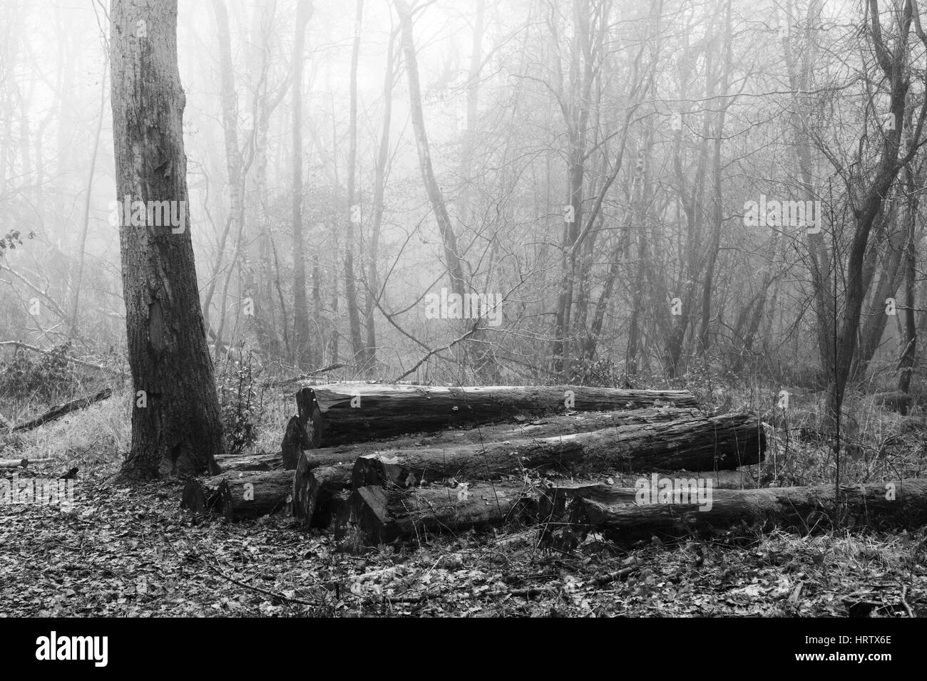 Moss covered logs in woodland on a misty morning Stock Photo - Alamy