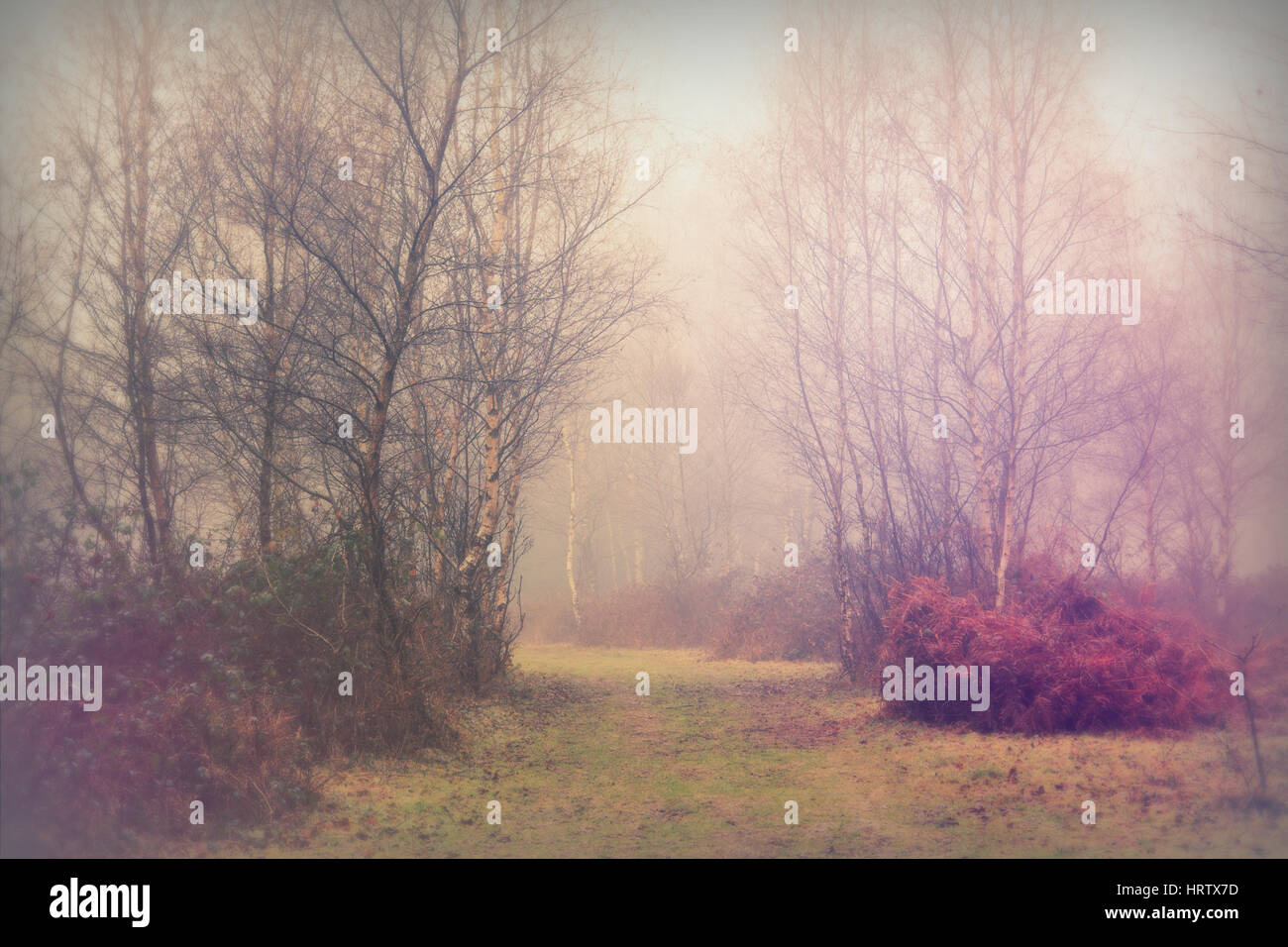 English woodland on a foggy misty January morning Stock Photo - Alamy
