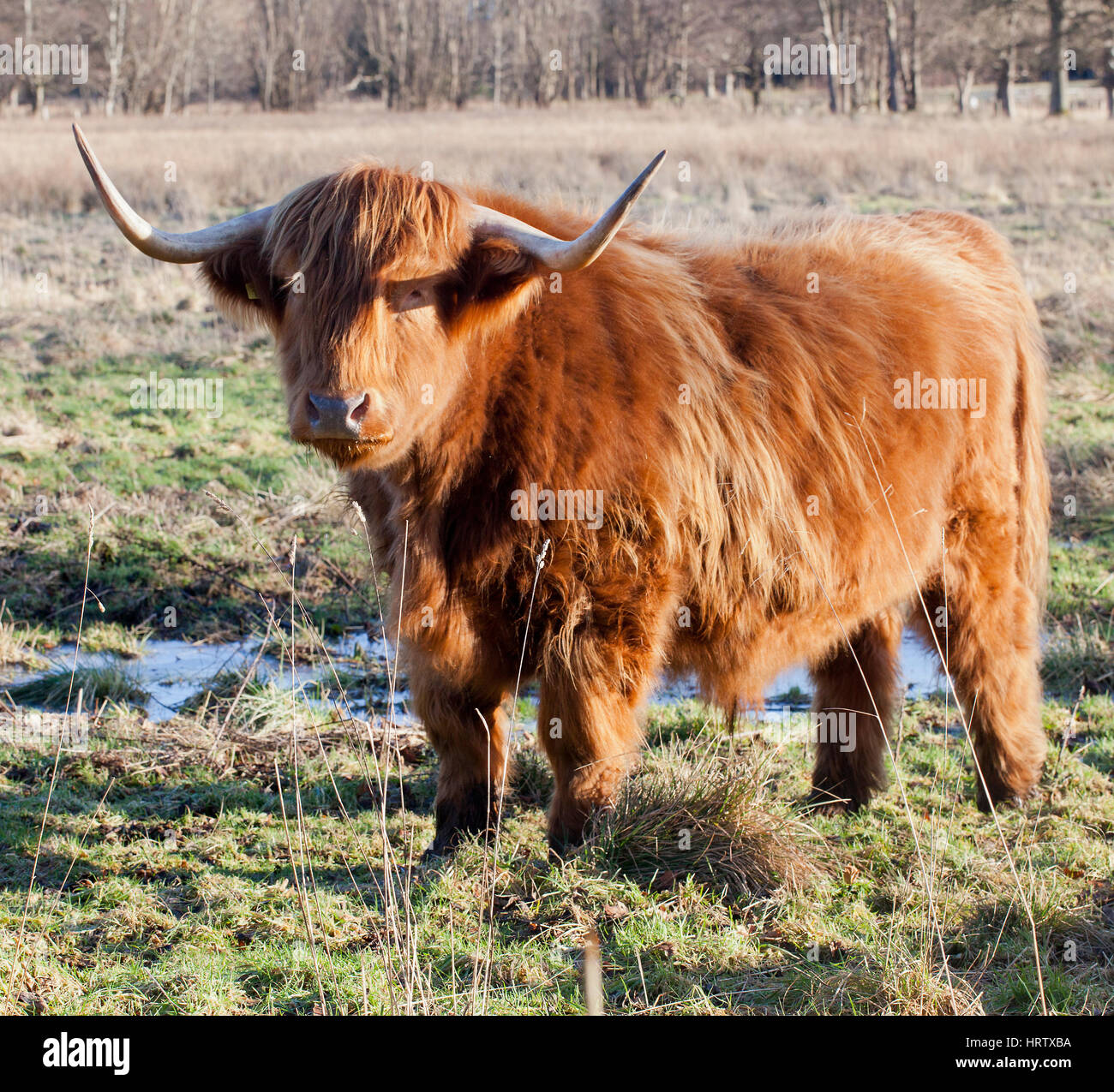 Highland Cow, Scotland Stock Photo - Alamy