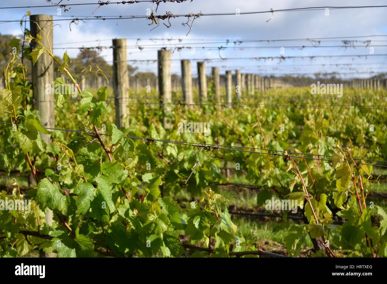 Close up view through the vines at an Australian winery vineyard Stock ...
