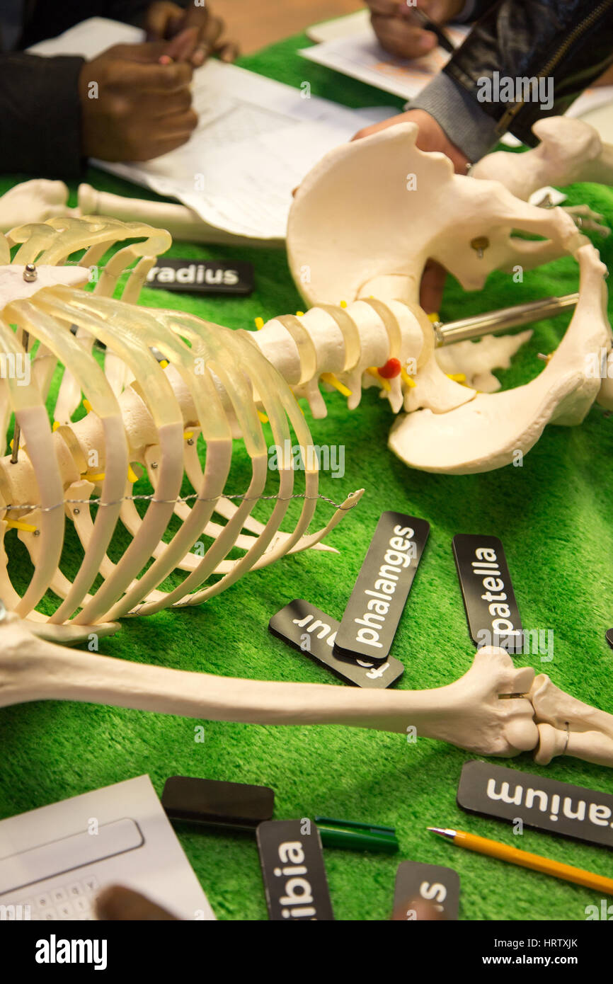 Human hip bones hi-res stock photography and images - Alamy