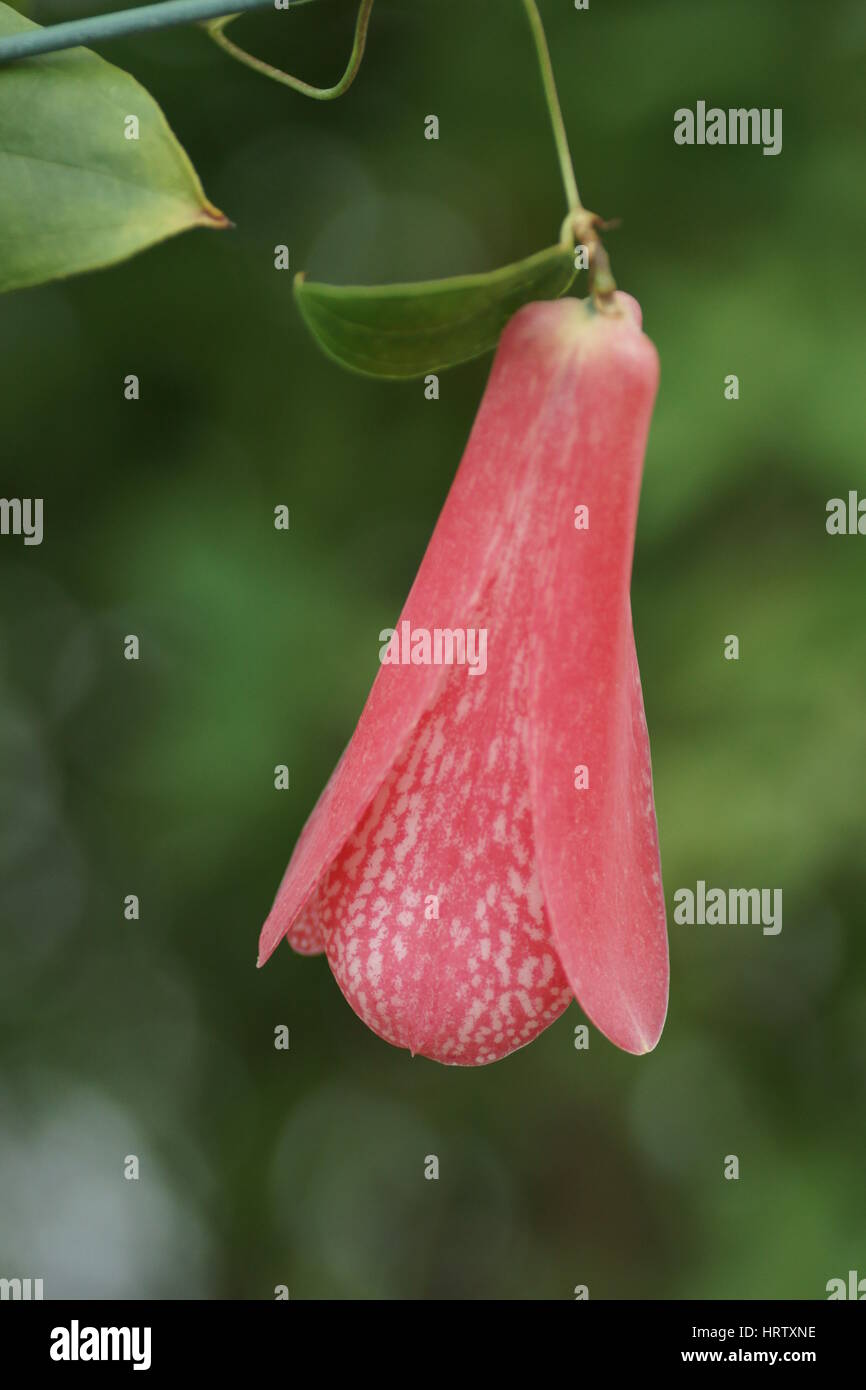 Lapageria rosea hi-res stock photography and images - Alamy