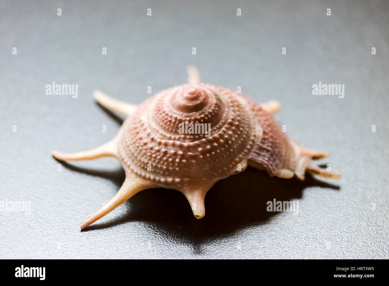 Shield shell hi-res stock photography and images - Alamy