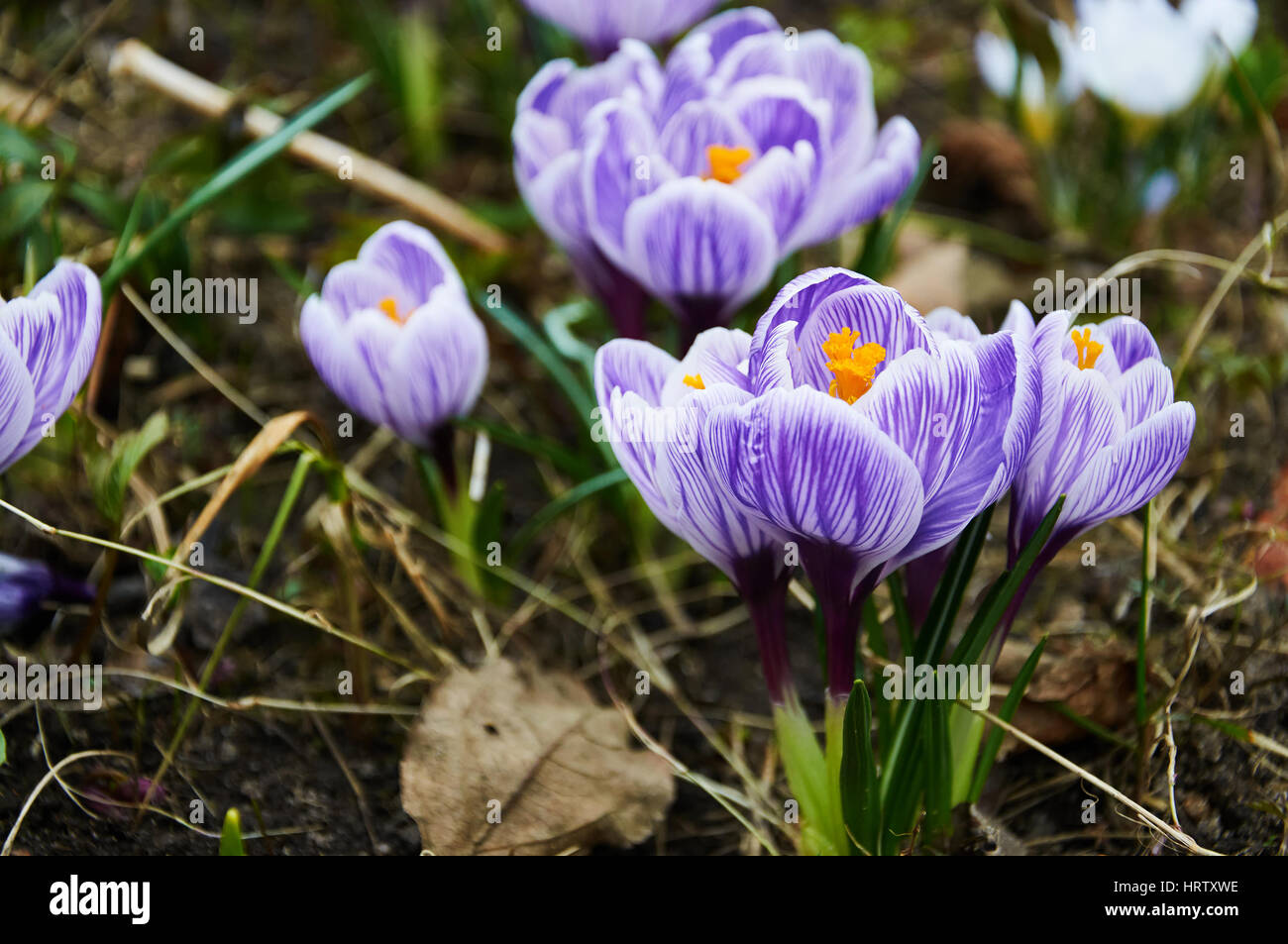 First violet crocus flowers in a garden, springtime Stock Photo - Alamy