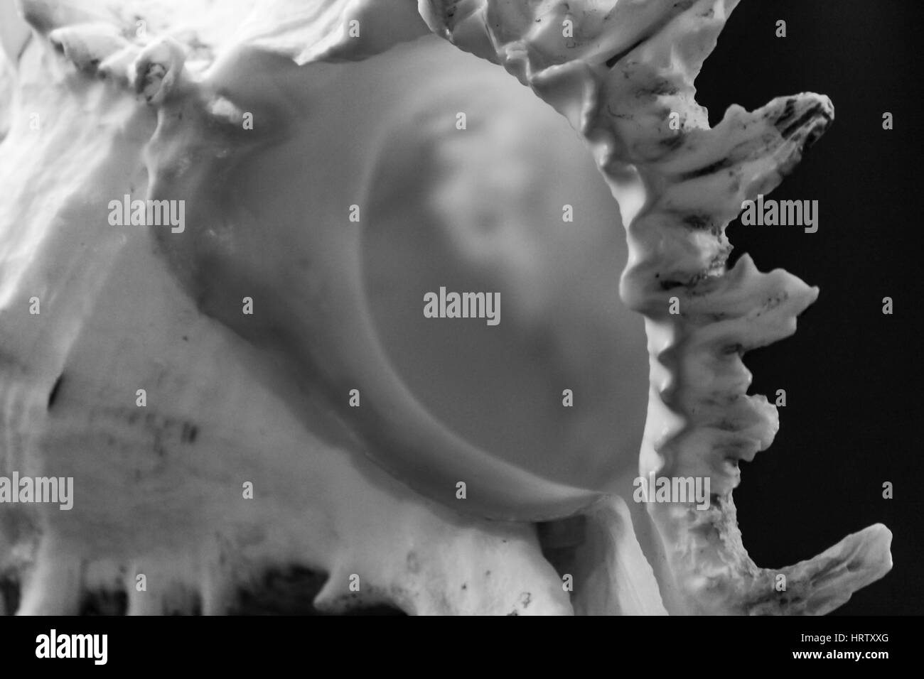 Shield shell hi-res stock photography and images - Alamy