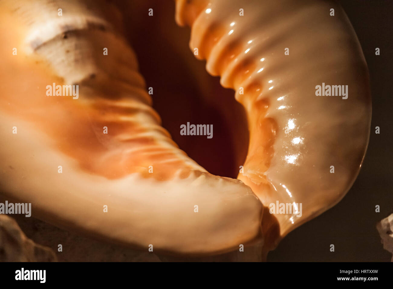 Shield shell hi-res stock photography and images - Alamy