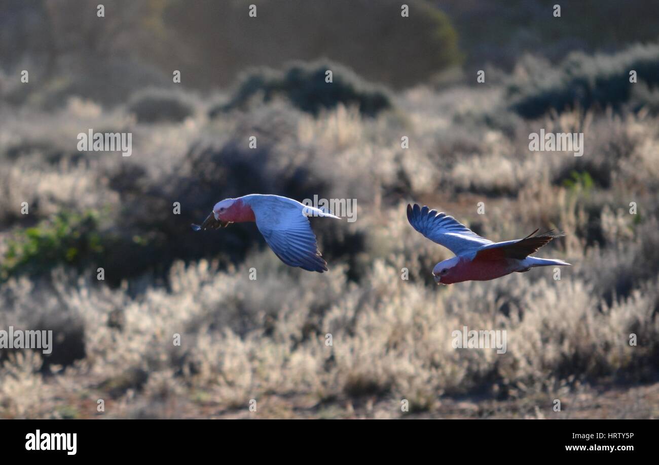Galah wings hi-res stock photography and images - Alamy