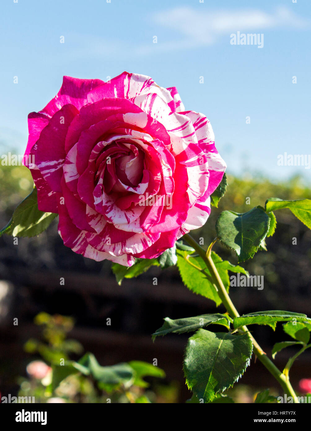 Closeup of a beautiful flower rose in Balboa Park,California Stock ...