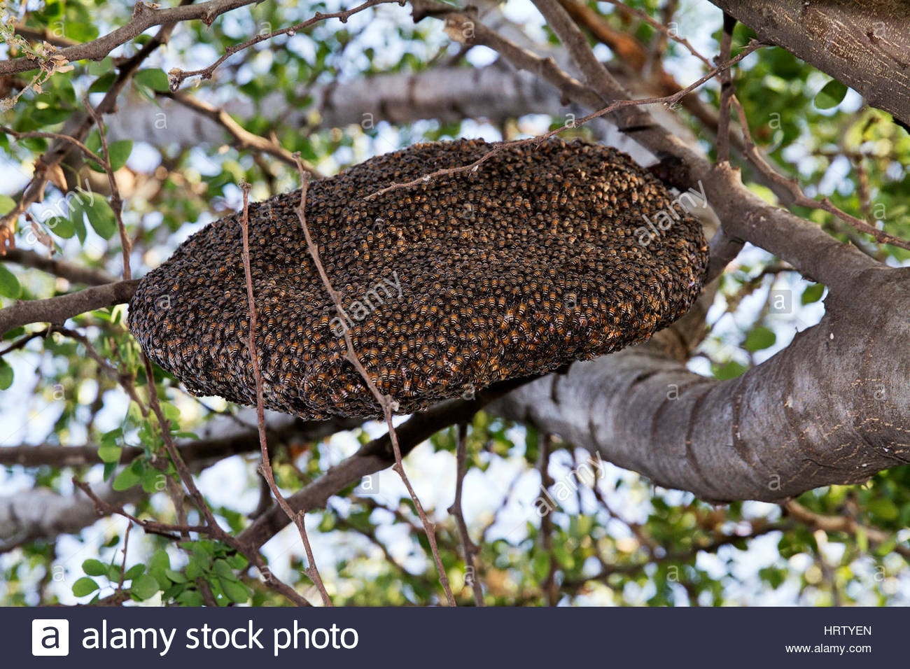 Honeybee Nest Stock Photos & Honeybee Nest Stock Images - Alamy