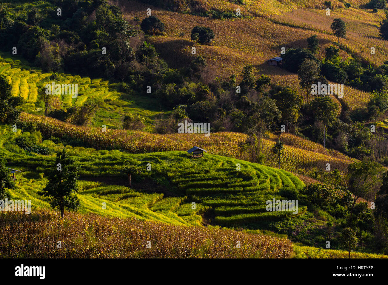 Green rice terrace on the mountain , Paddy Stock Photo - Alamy