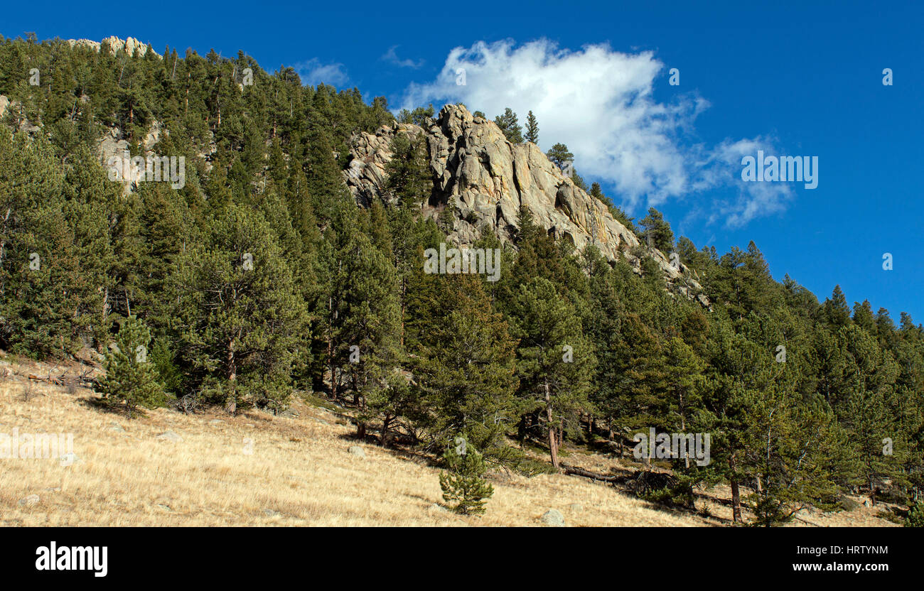 Most beautiful tree in colorado hi-res stock photography and images - Alamy