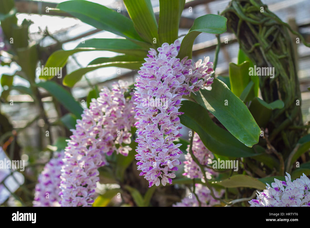 Rhynchostylis hi-res stock photography and images - Alamy