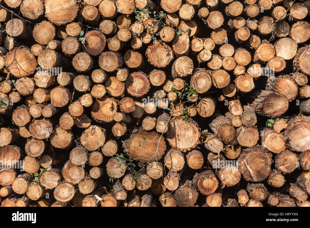 Background of tree trunks pile in forest Stock Photo - Alamy