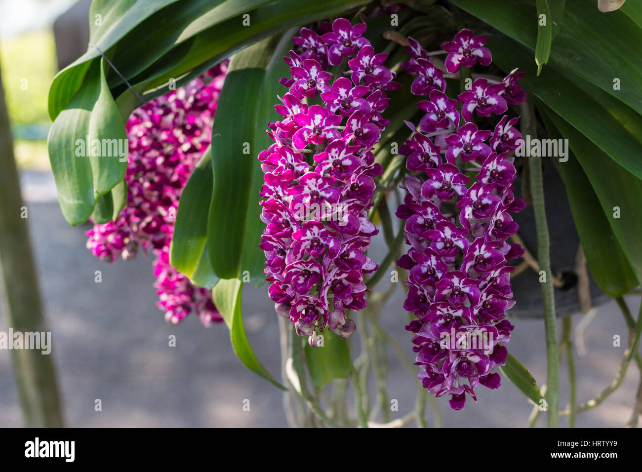 Rhynchostylis gigantea hi-res stock photography and images - Alamy