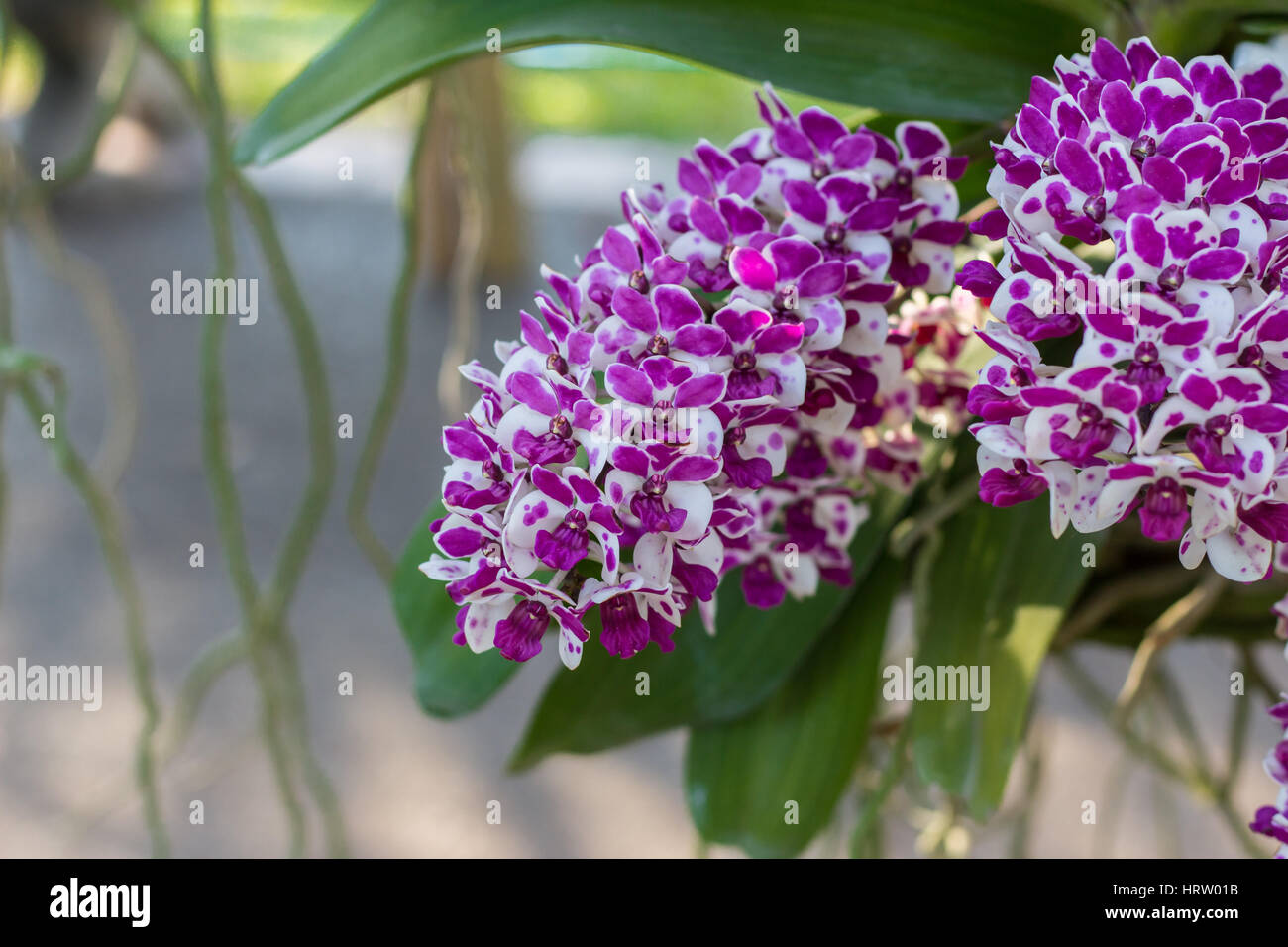 Rhynchostylis hi-res stock photography and images - Alamy