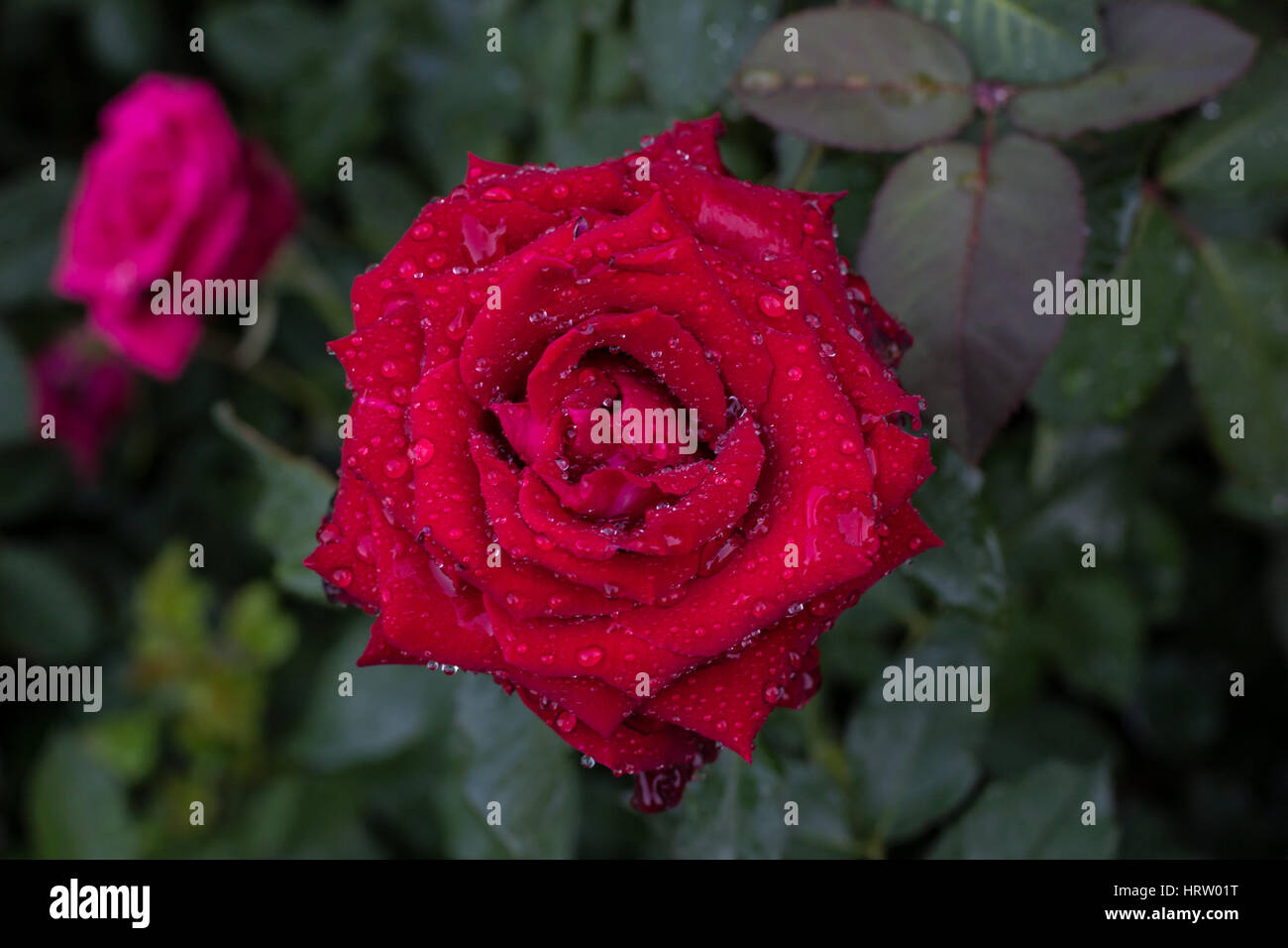 Rose. Rose in garden.Rose. Fresh rose. Rose for love. Rose card with ...