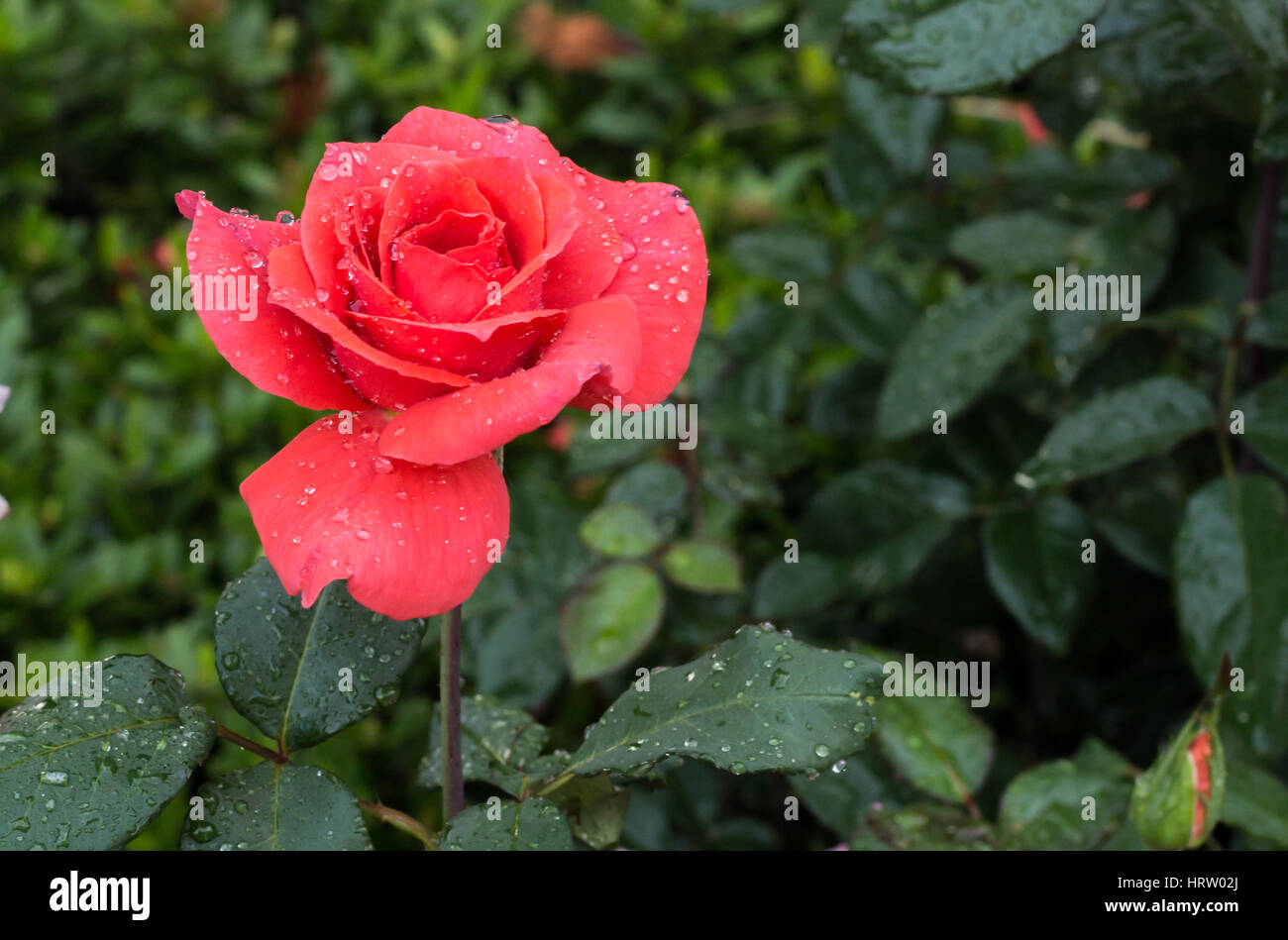 Rose. Rose in garden.Rose. Fresh rose. Rose for love. Rose card with ...