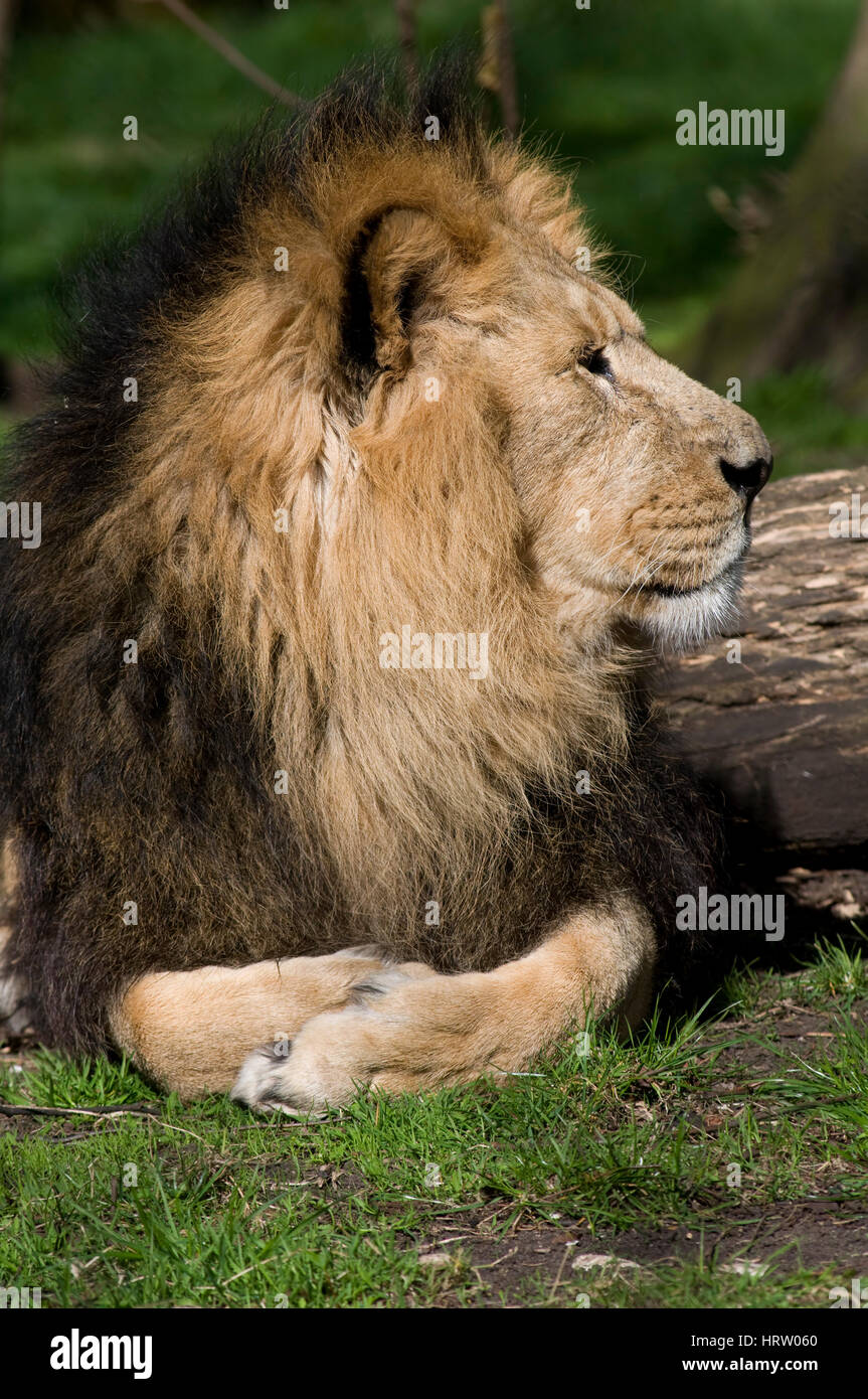 Alpha pair hi-res stock photography and images - Alamy