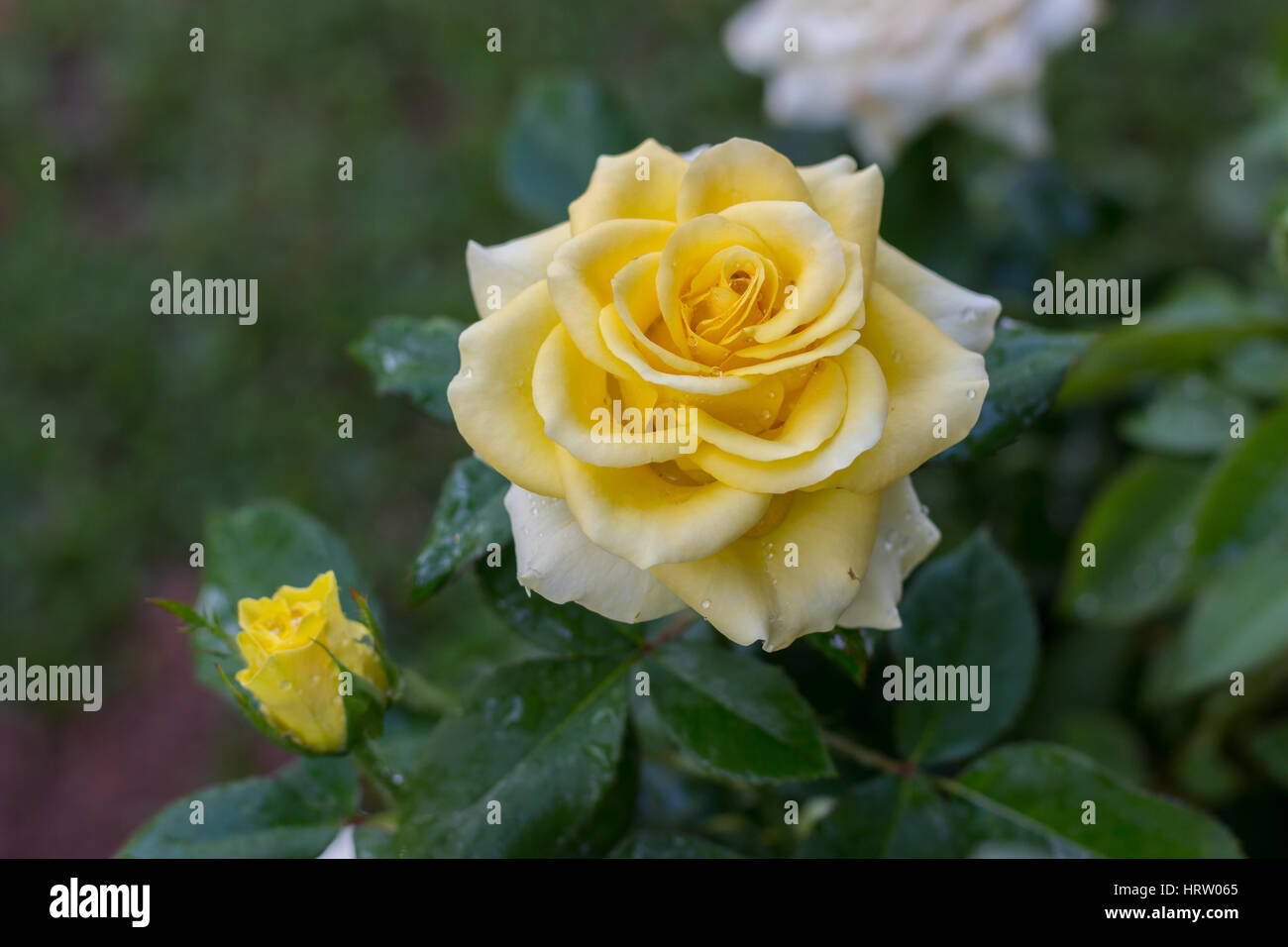 Rose. Rose in garden.Rose. Fresh rose. Rose for love. Rose card with ...