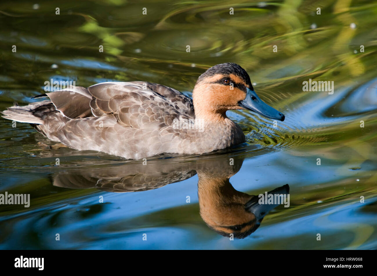 Philippine duck hi-res stock photography and images - Alamy