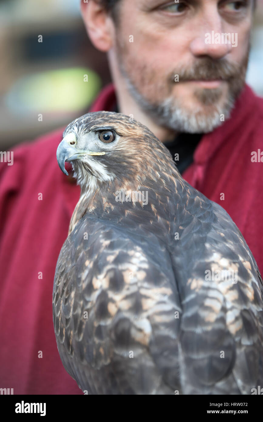 Falconry display at the medieval festival with various birds of prey in ...