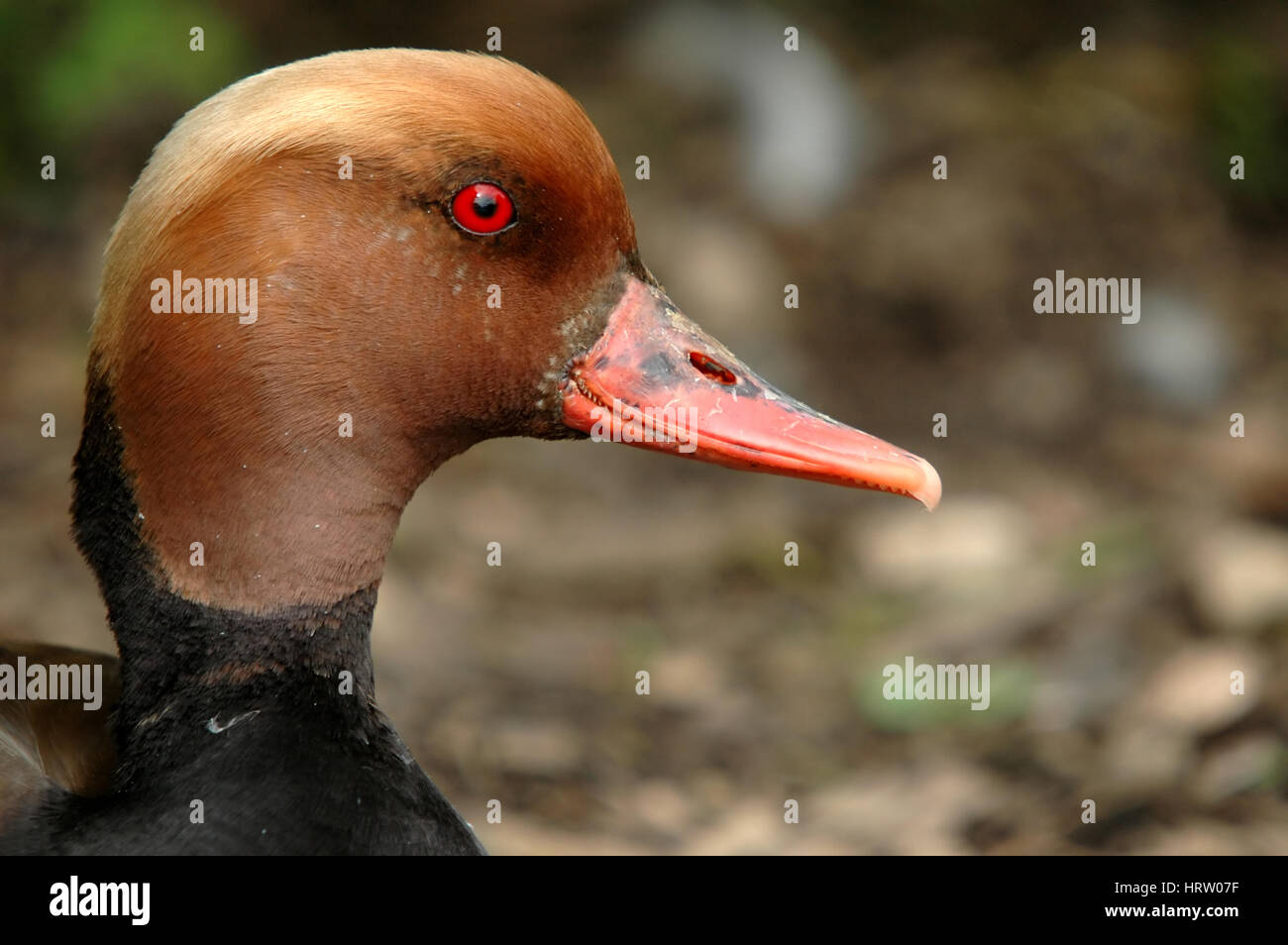 Male Red Crested Pochard - Netta rufina Stock Photo - Alamy