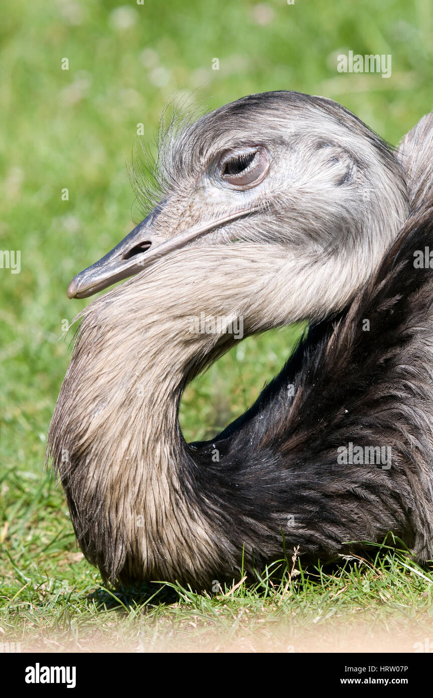 Struthio rhea hi-res stock photography and images - Alamy