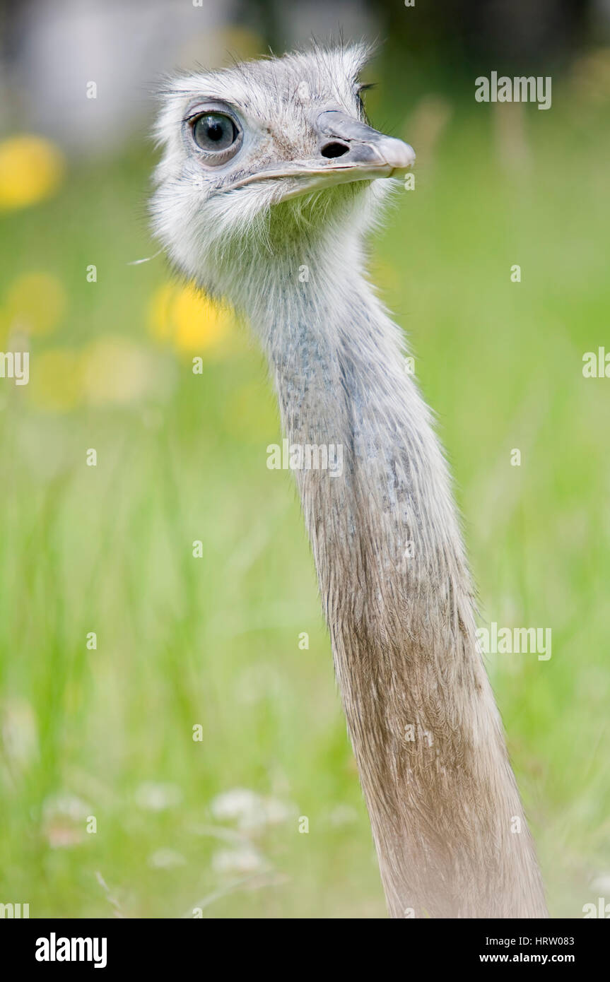 Struthio rhea hi-res stock photography and images - Alamy