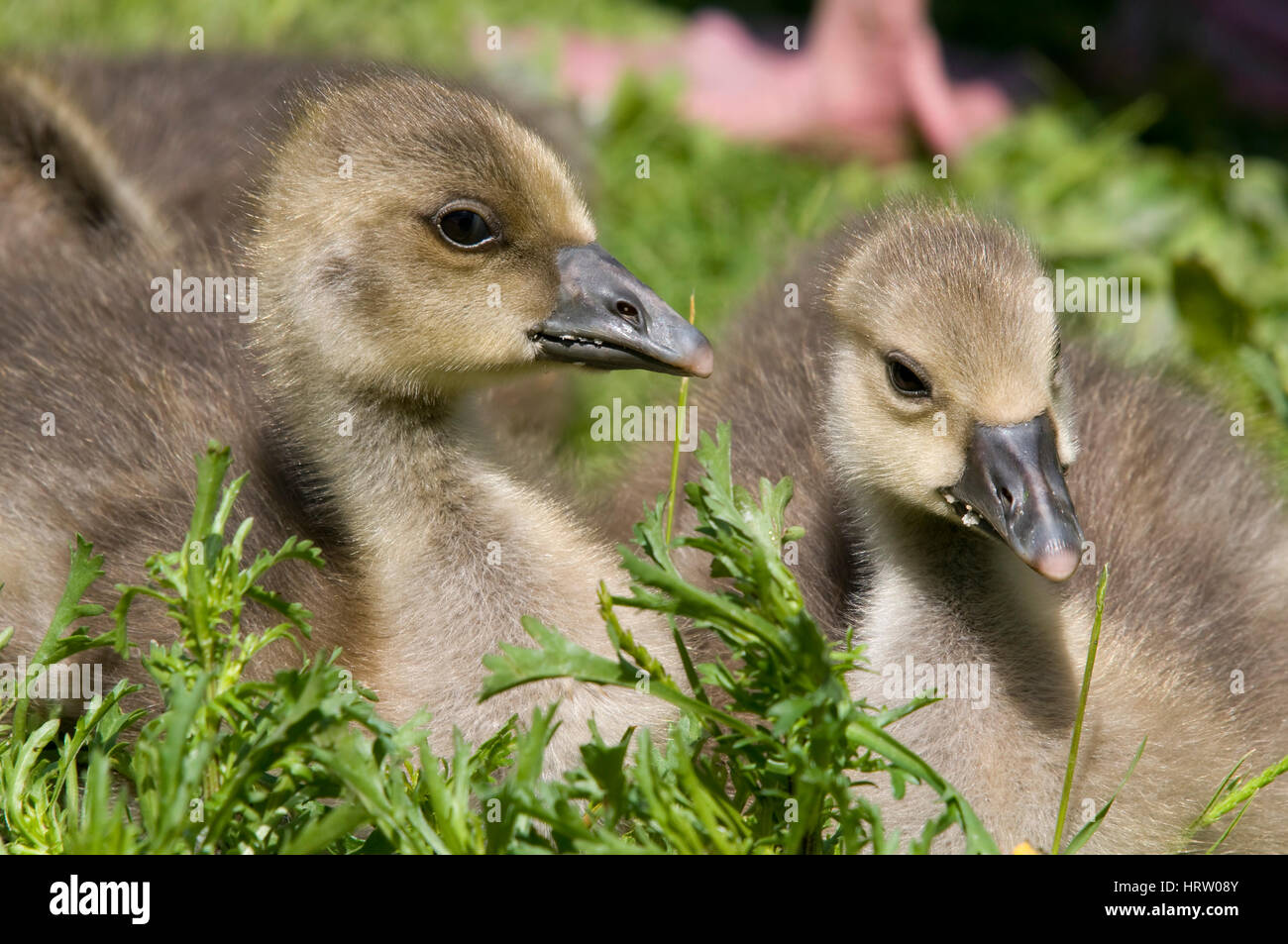 Western Greylag Goose Chicks Stock Photo - Alamy