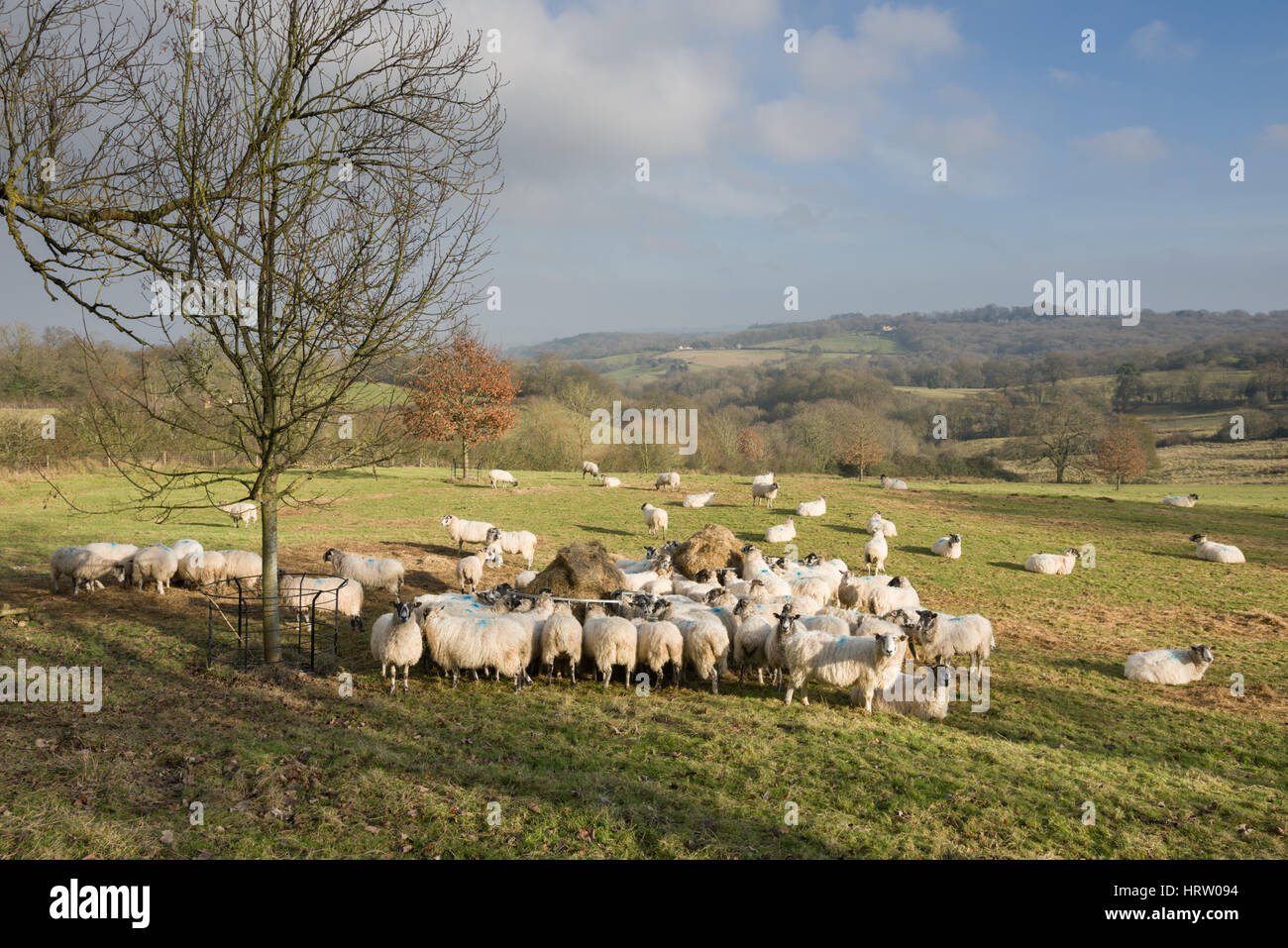 Sheep gather to feed around a hay feeder, Saintbury, the Cotswolds ...