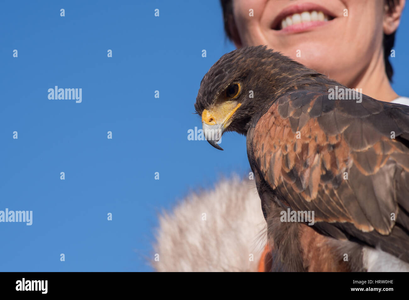 Falconry demonstration hi-res stock photography and images - Alamy