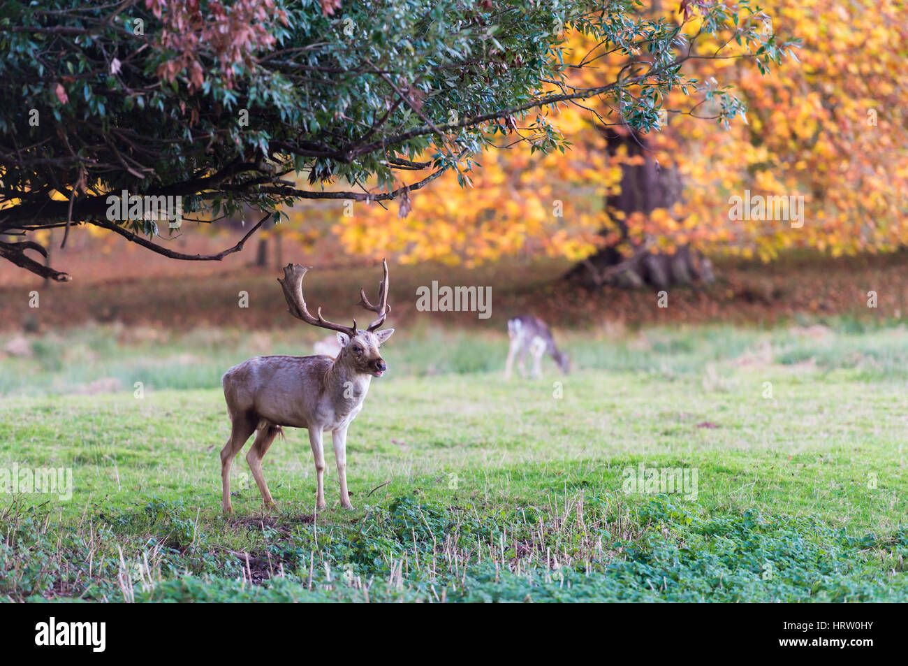 Fallow deer at Powderham Castle, Devon, England Stock Photo - Alamy