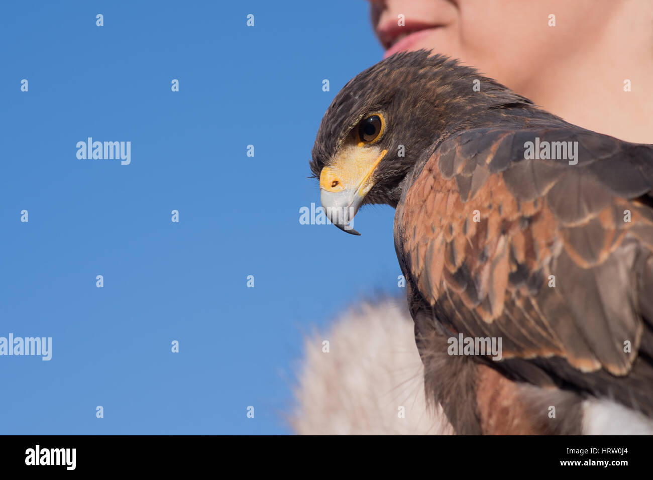 Falconry and person hi-res stock photography and images - Alamy