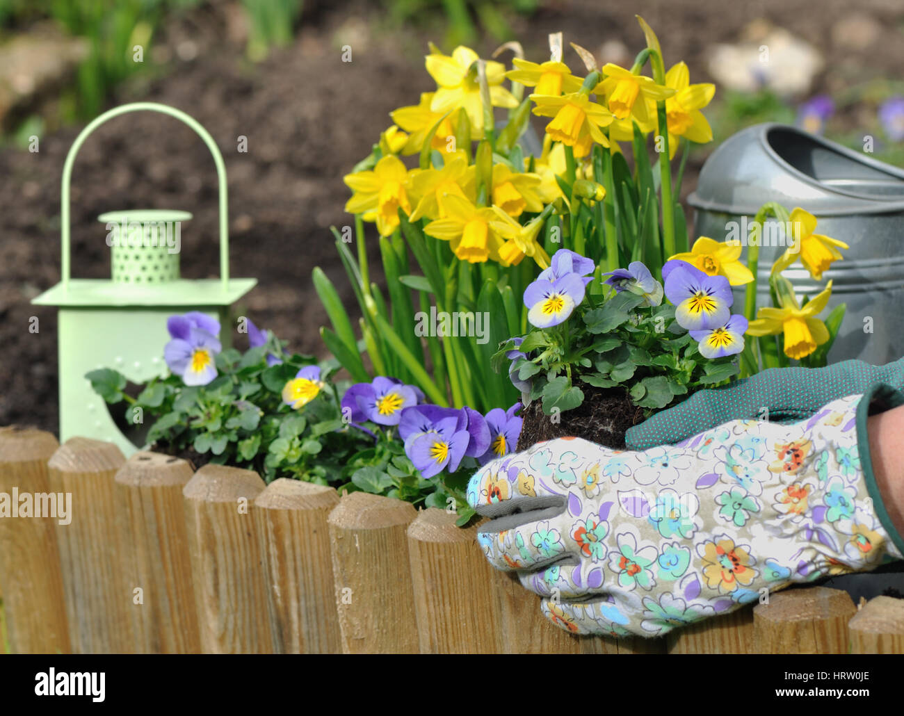 hand with gardening glove holding flowers to plant Stock Photo - Alamy