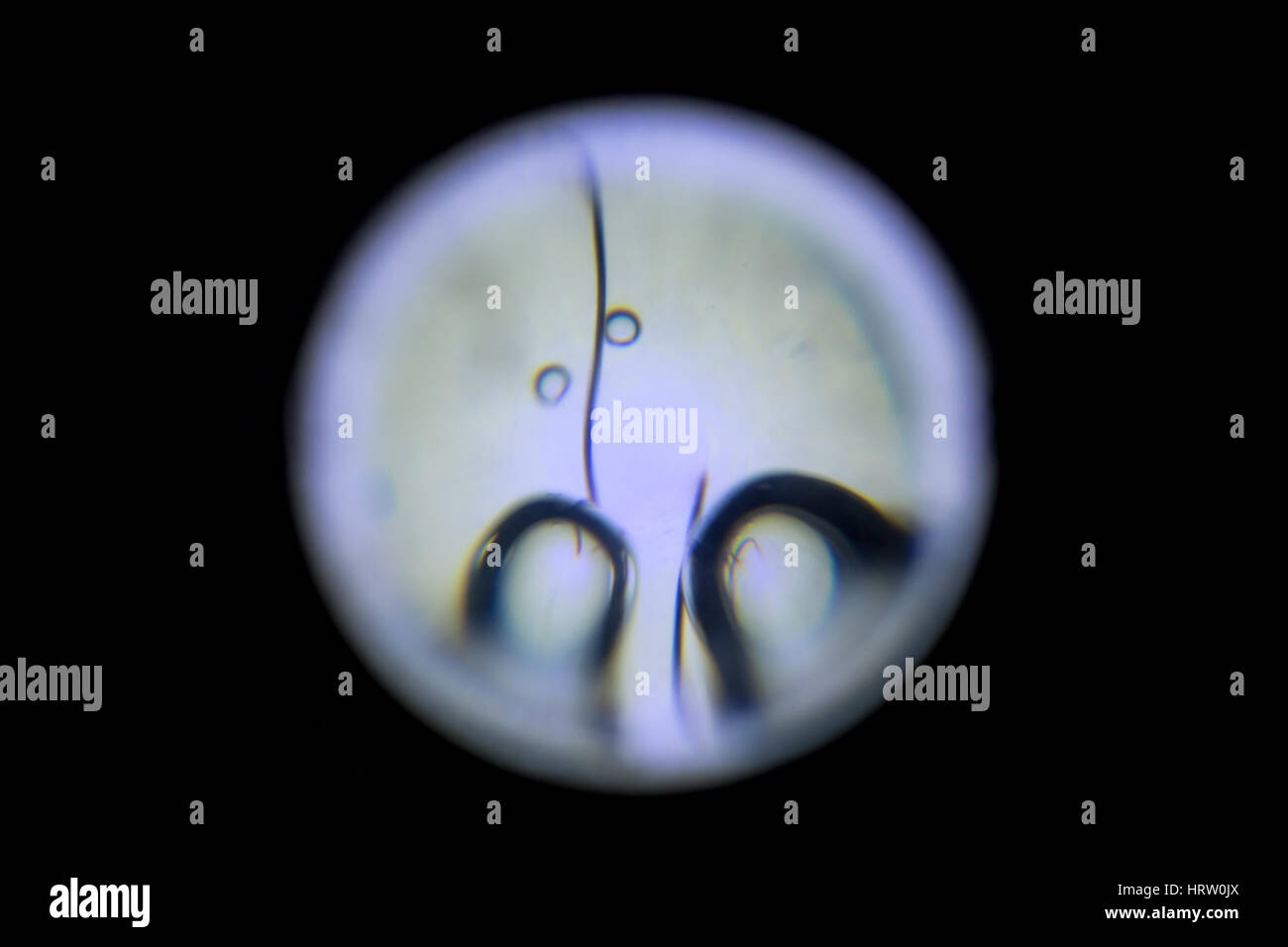 Macro View of LED Light filamemt lit up Stock Photo - Alamy