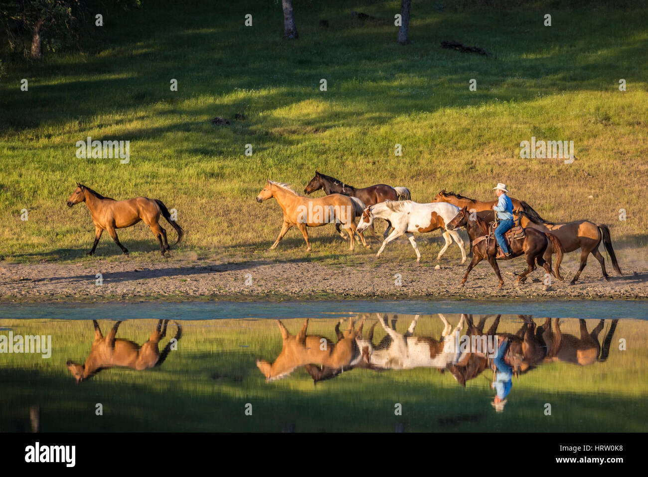 cowhands with horses at pond on ranch Stock Photo - Alamy